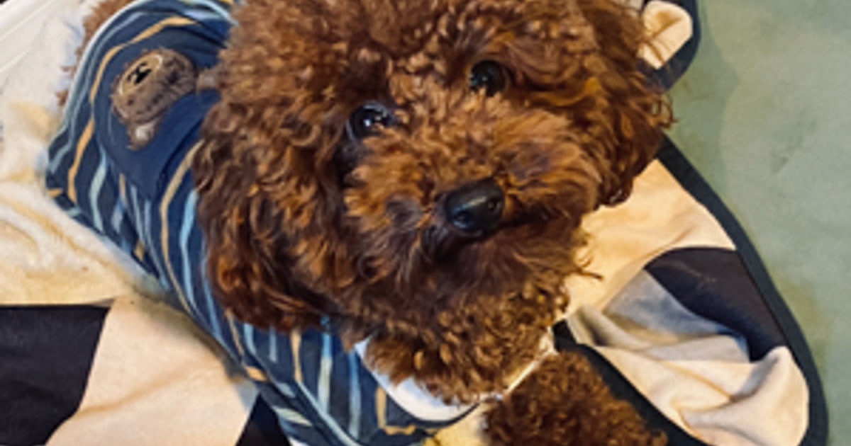 Raggy Dogs Hypoallergenic Cavoodles and Groodles Sydney, NSW ...