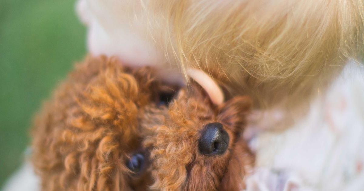 Raggy Dogs Hypoallergenic Cavoodles and Groodles Sydney, NSW ...