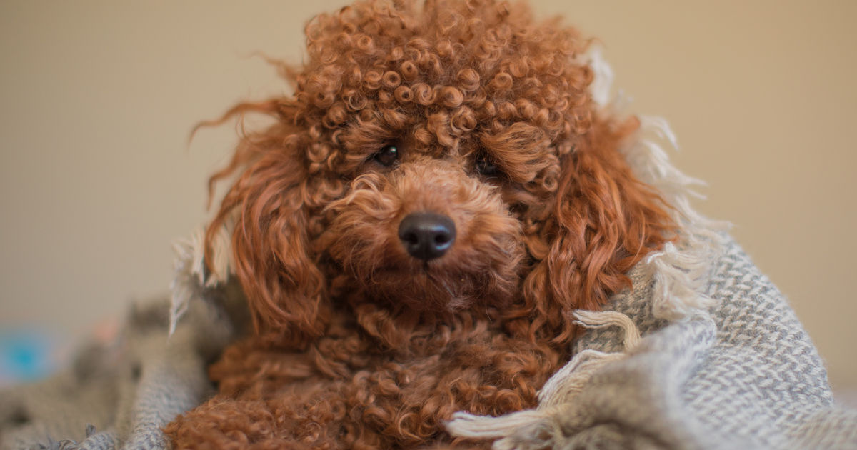 Raggy Dogs Hypoallergenic Cavoodles and Groodles Sydney, NSW ...