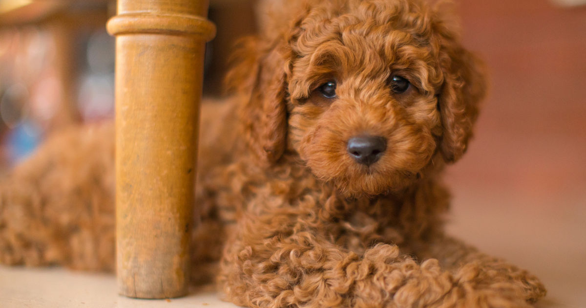 Raggy Dogs Hypoallergenic Cavoodles and Groodles Sydney, NSW ...