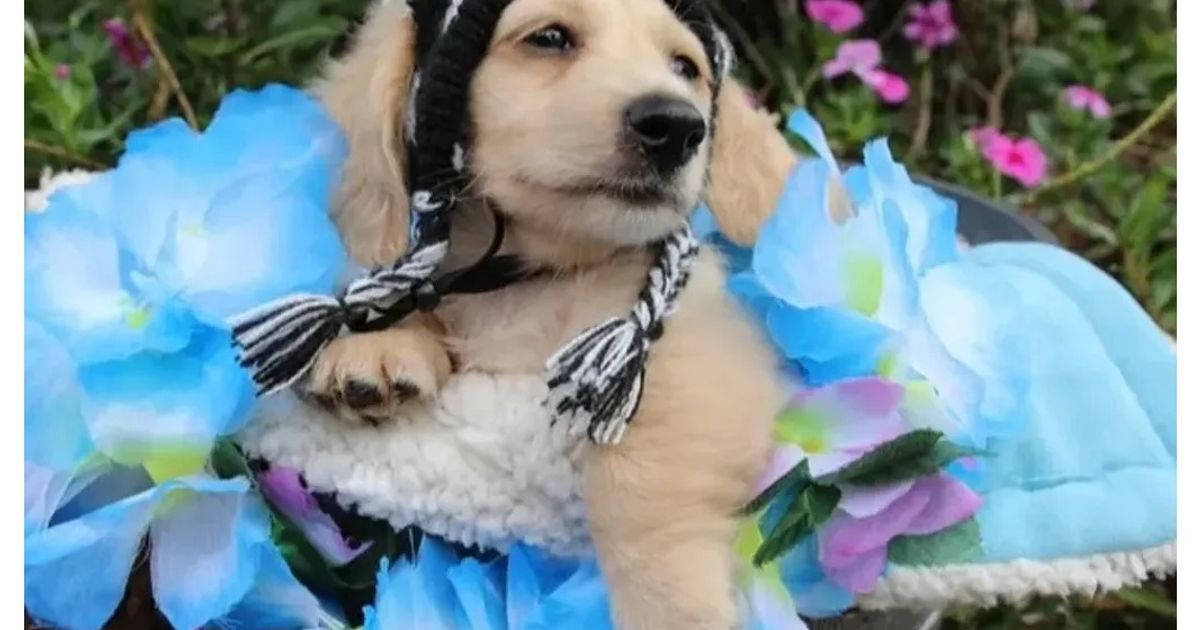 Double Barrel Dachshunds, responsible breeder in Queensland - RightPaw