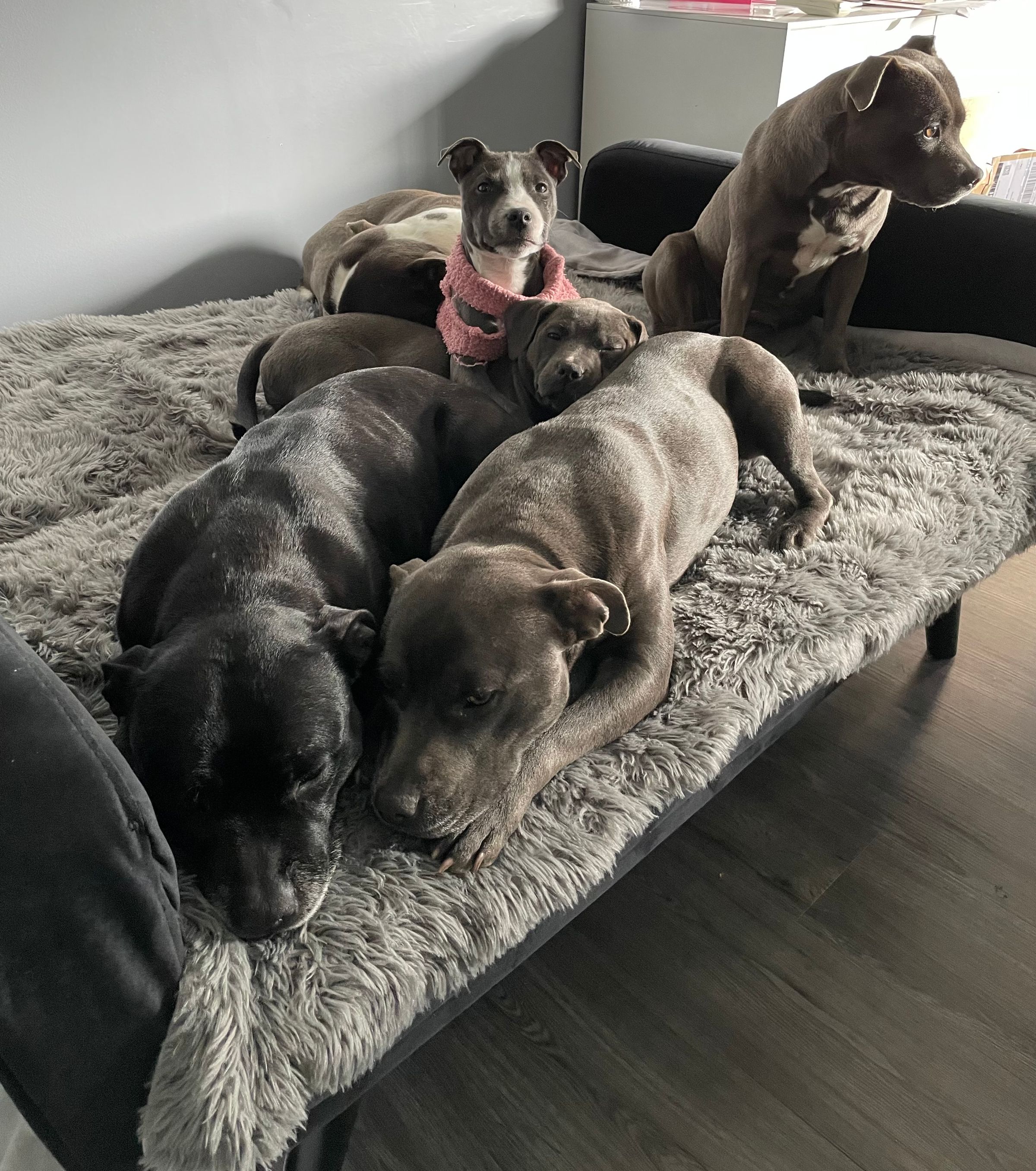 The Staffy Crew, responsible breeder in New South Wales - RightPaw