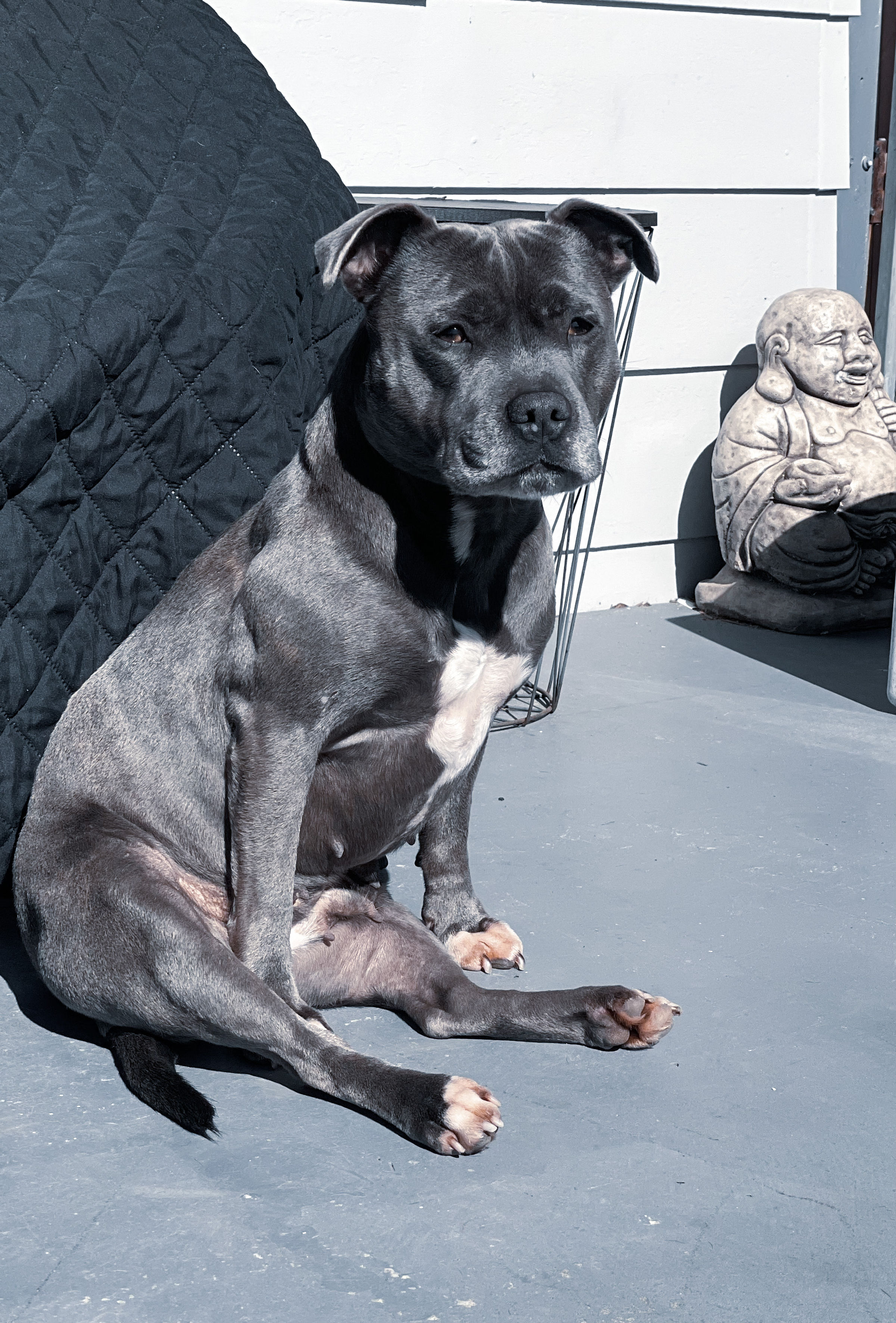 The Staffy Crew, responsible breeder in New South Wales - RightPaw