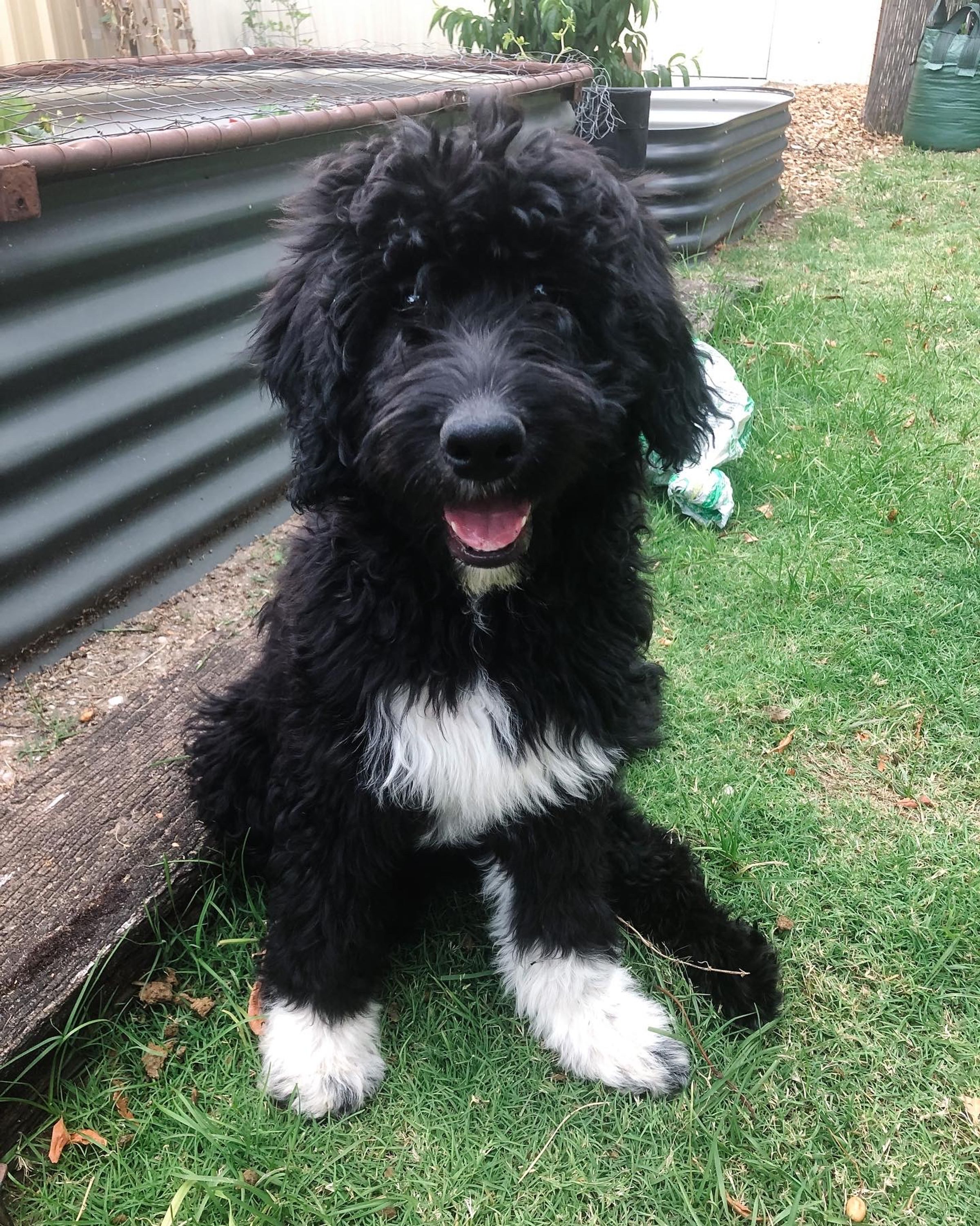 Iris Oodles - Bordoodles, responsible breeder in South Australia - RightPaw
