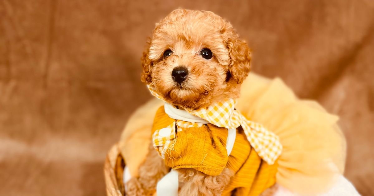 Puppy Star Toy Poodles, responsible breeder in Queensland - RightPaw
