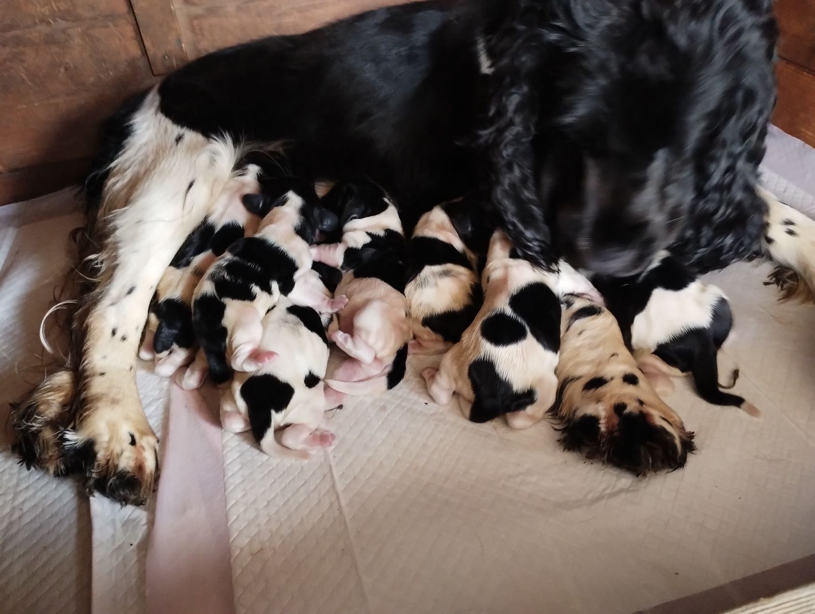 Cookielover Cocker Spaniels ANKC PEDIGREE, responsible breeder in ...