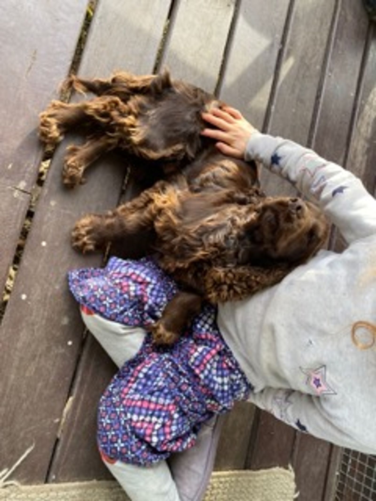 Cookielover Cocker Spaniels ANKC PEDIGREE, responsible breeder in ...