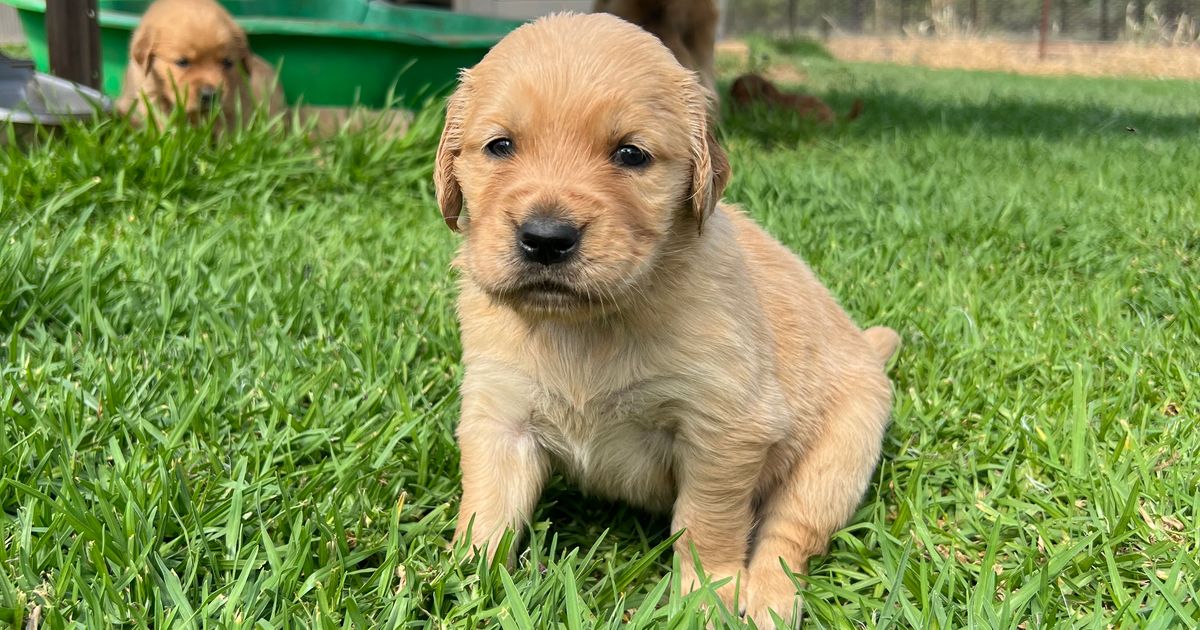 Country Pups N Co - Golden Retrievers, responsible breeder in New South ...