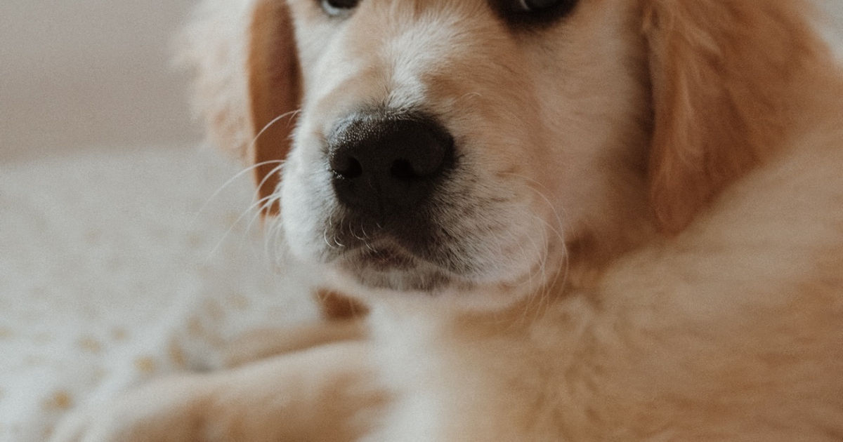 Shanleys Darlings Golden Retrievers, responsible breeder in Victoria ...