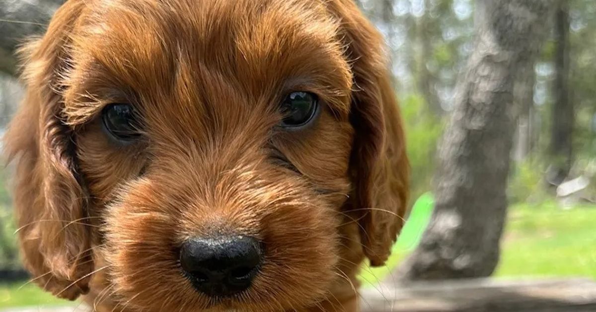 Vera's Mini Groodles, responsible breeder in New South Wales - RightPaw