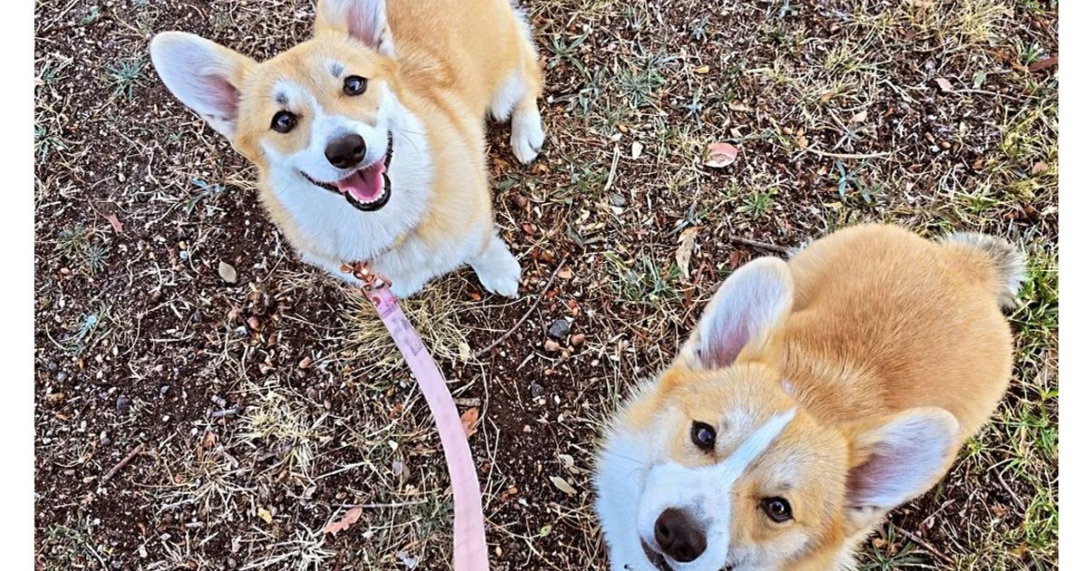 Anuket Ranch Corgis (Pembroke Welsh), responsible breeder in Victoria ...