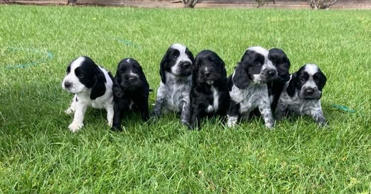 CC RANCH COCKER SPANIELS, responsible breeder in Victoria - RightPaw