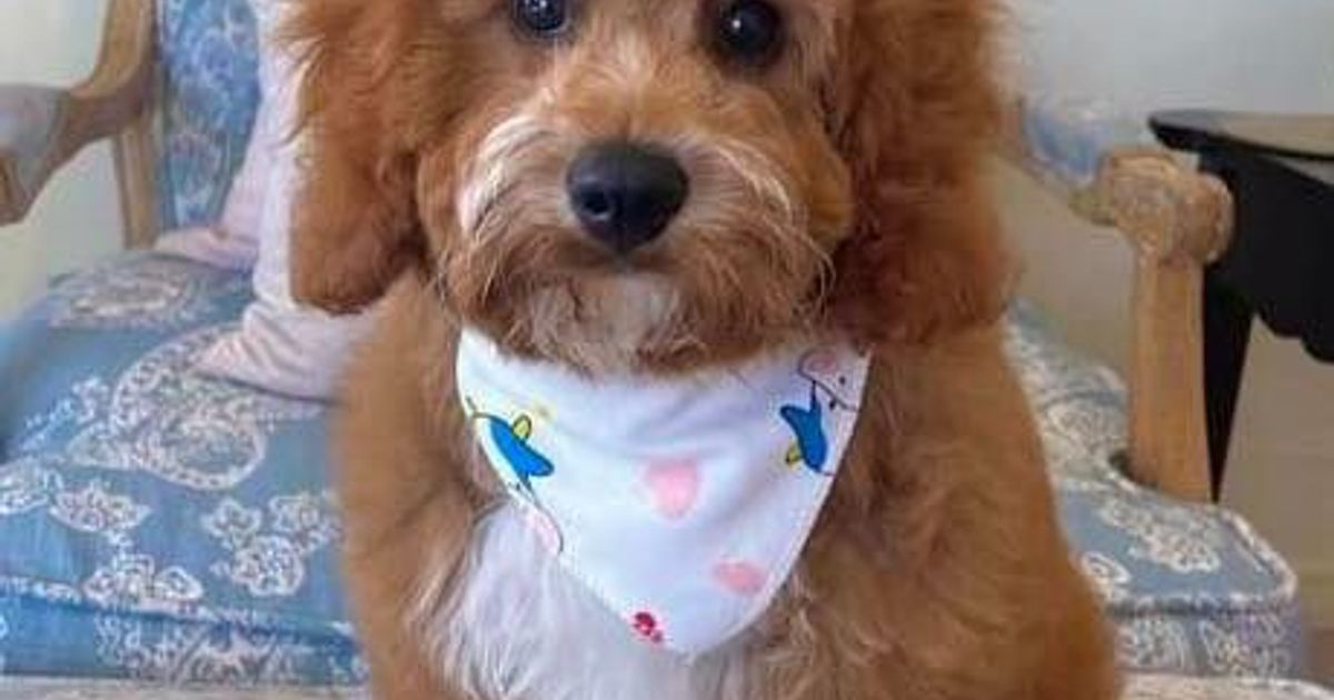 Lilliebet Cavoodles, responsible breeder in Western Australia - RightPaw