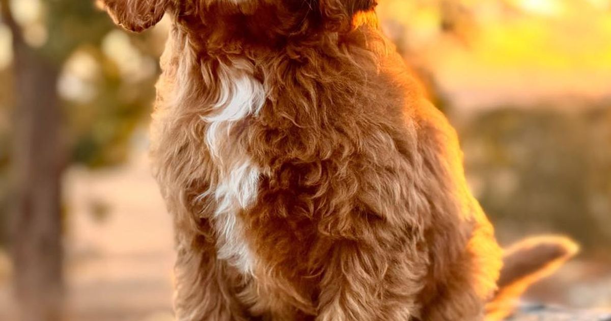 Lilliebet Cavoodles, responsible breeder in Western Australia - RightPaw
