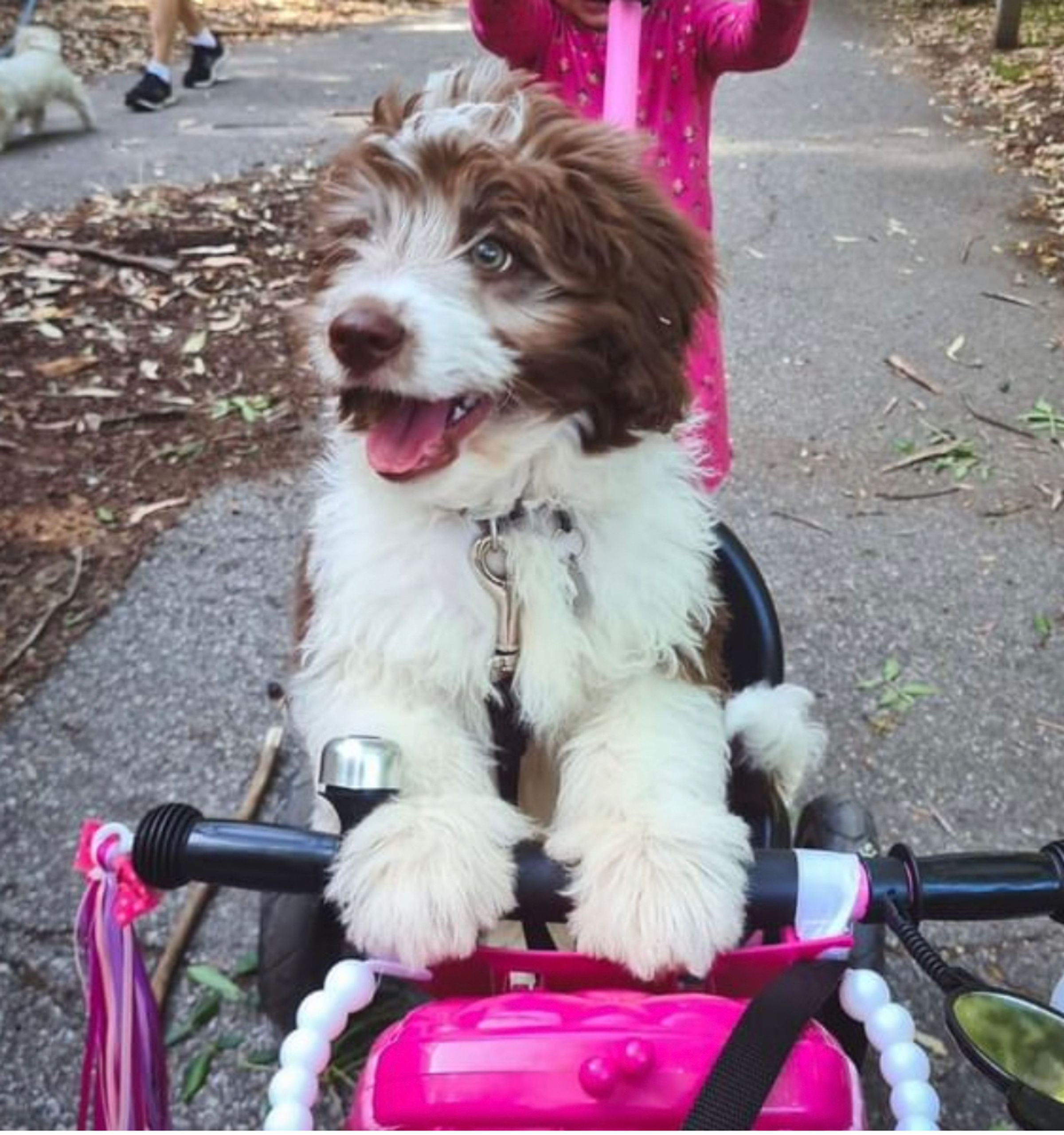 Mini Bordoodles by “Glenroy Cavoodles” South Australia, responsible ...