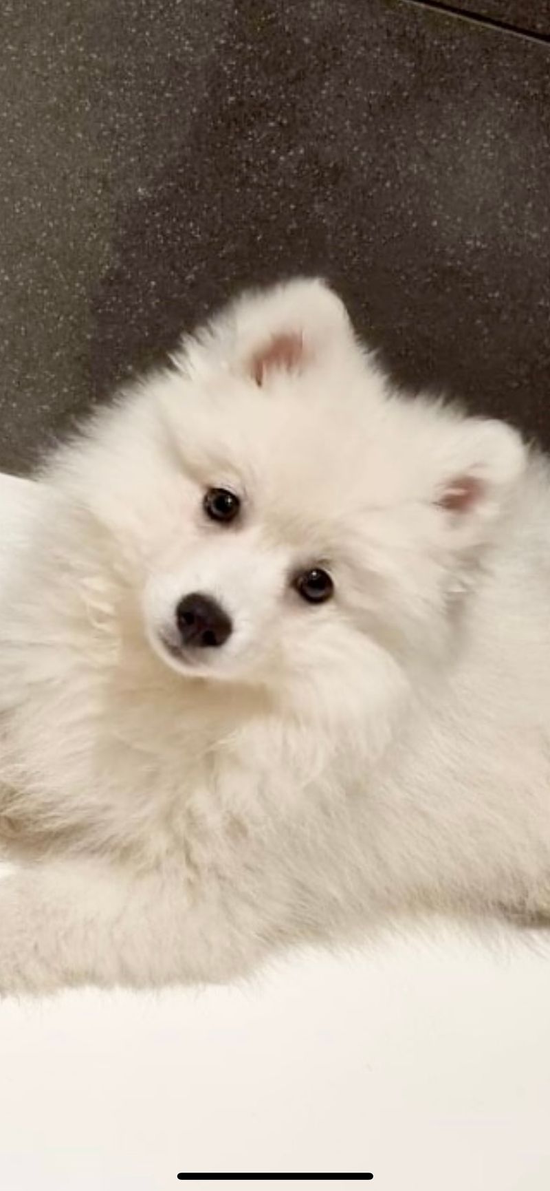 Alorah Japanese Spitz, responsible breeder in Victoria - RightPaw