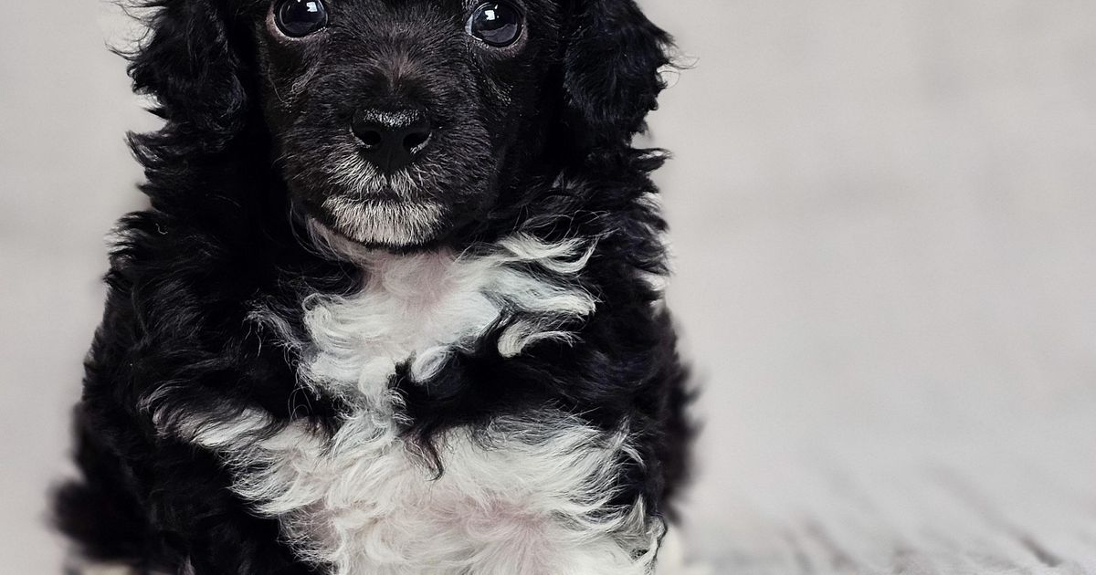 Ula'ree Toy Poodles, responsible breeder in Queensland - RightPaw