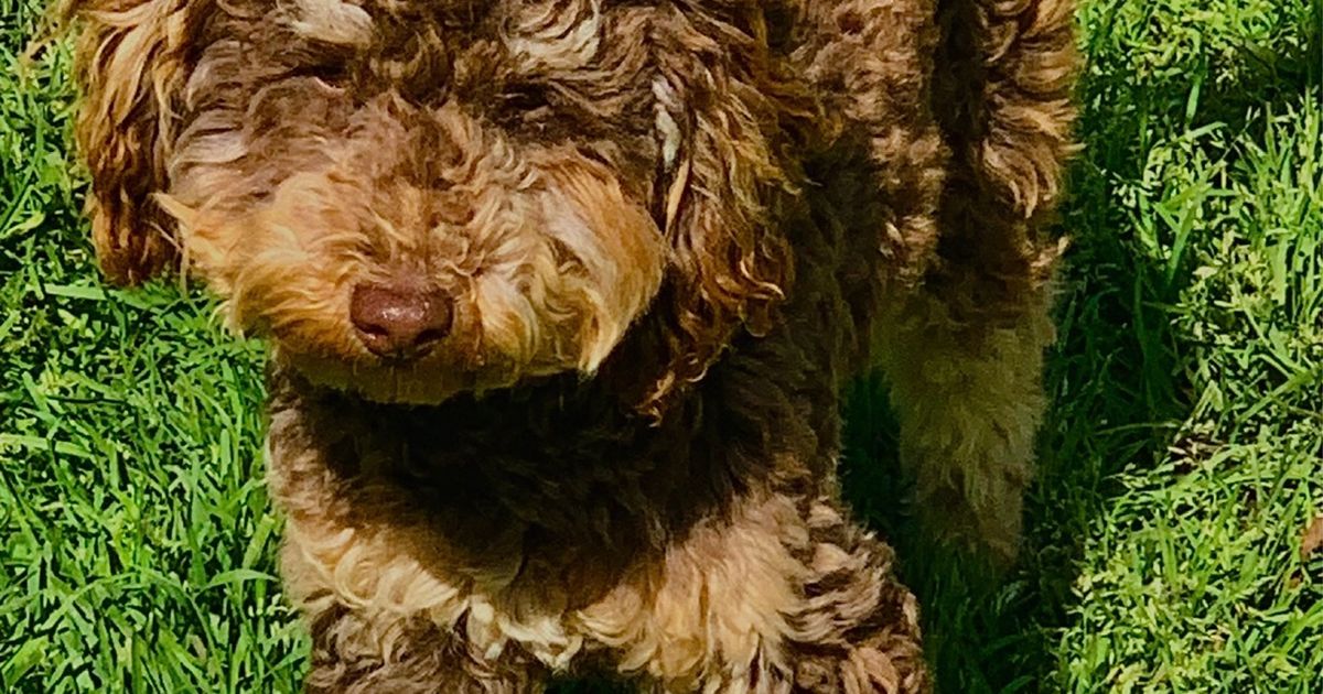 Pineways Puppies - Toy Poodle, responsible breeder in New South Wales ...