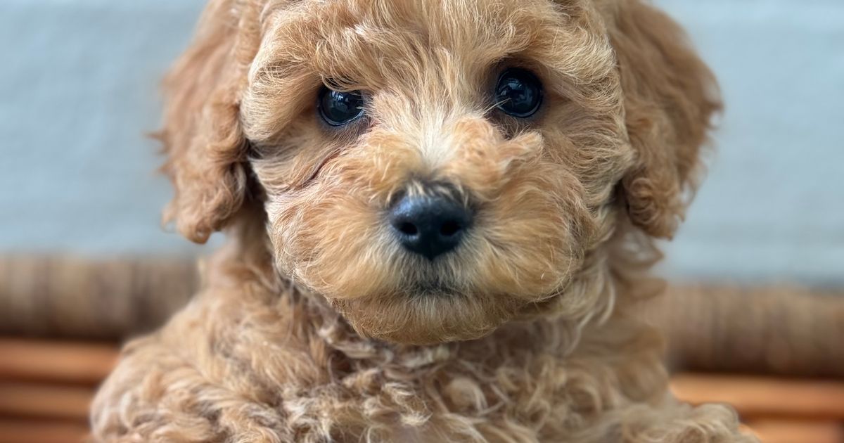Tidy paws 🐾 Cavoodles, responsible breeder in New South Wales - RightPaw