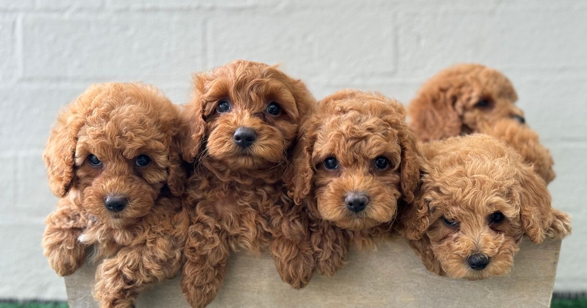 Tidy paws 🐾 Cavoodles, responsible breeder in New South Wales - RightPaw