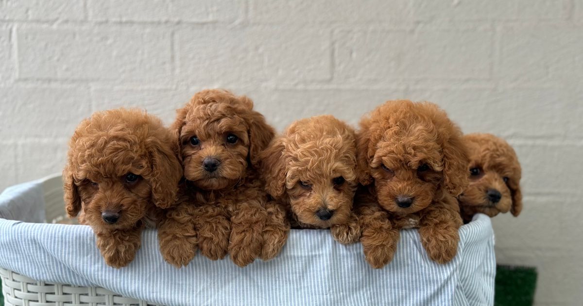 Tidy paws 🐾 Cavoodles, responsible breeder in New South Wales - RightPaw