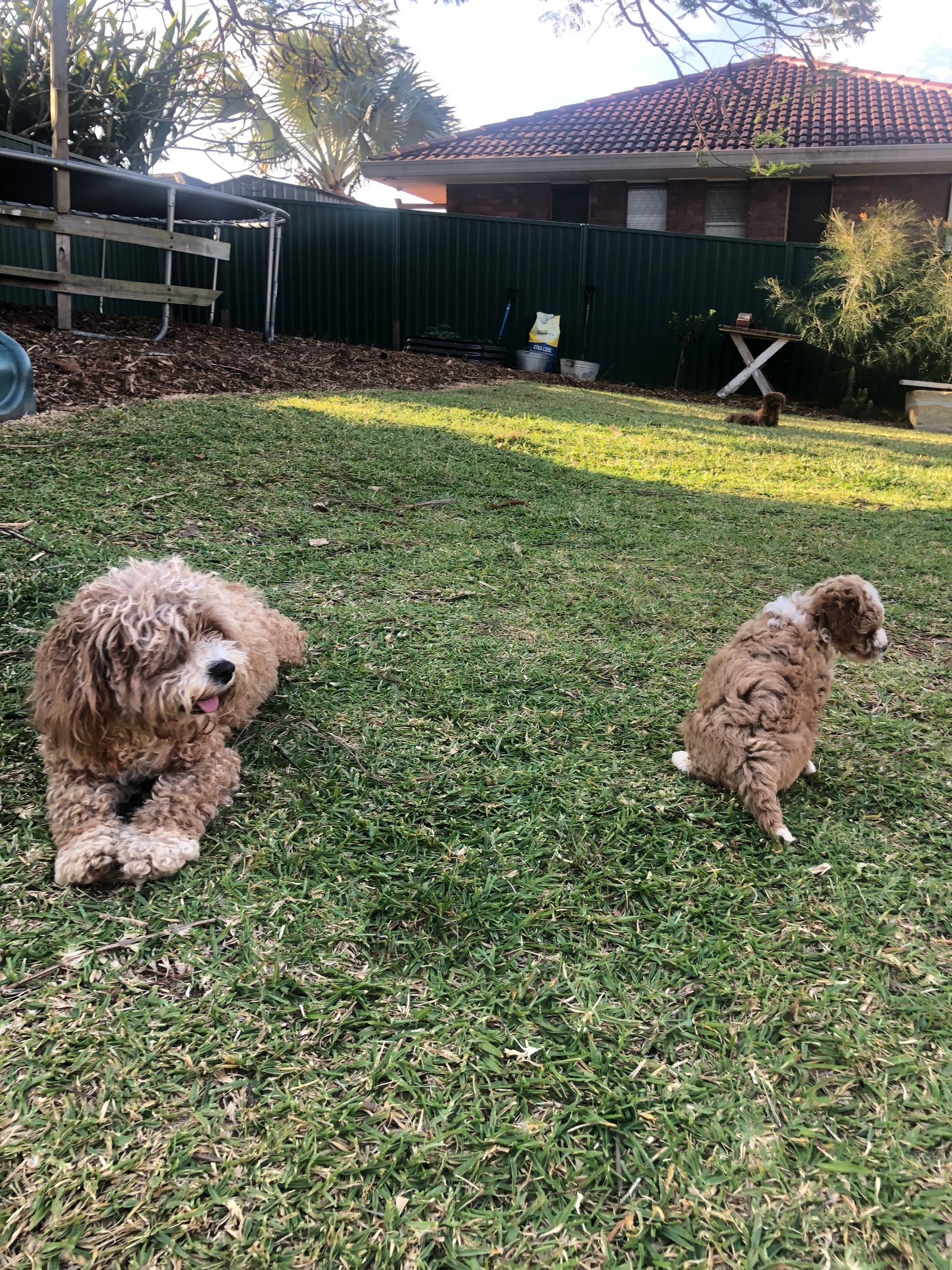 GC Cavoodles, responsible breeder in Queensland - RightPaw