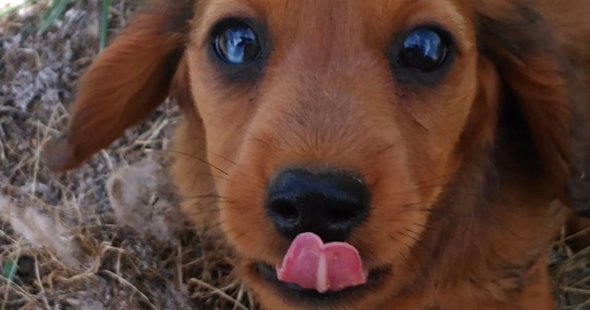 Tobiyah Dachshunds (MDBA Registered Breeder), responsible breeder in ...
