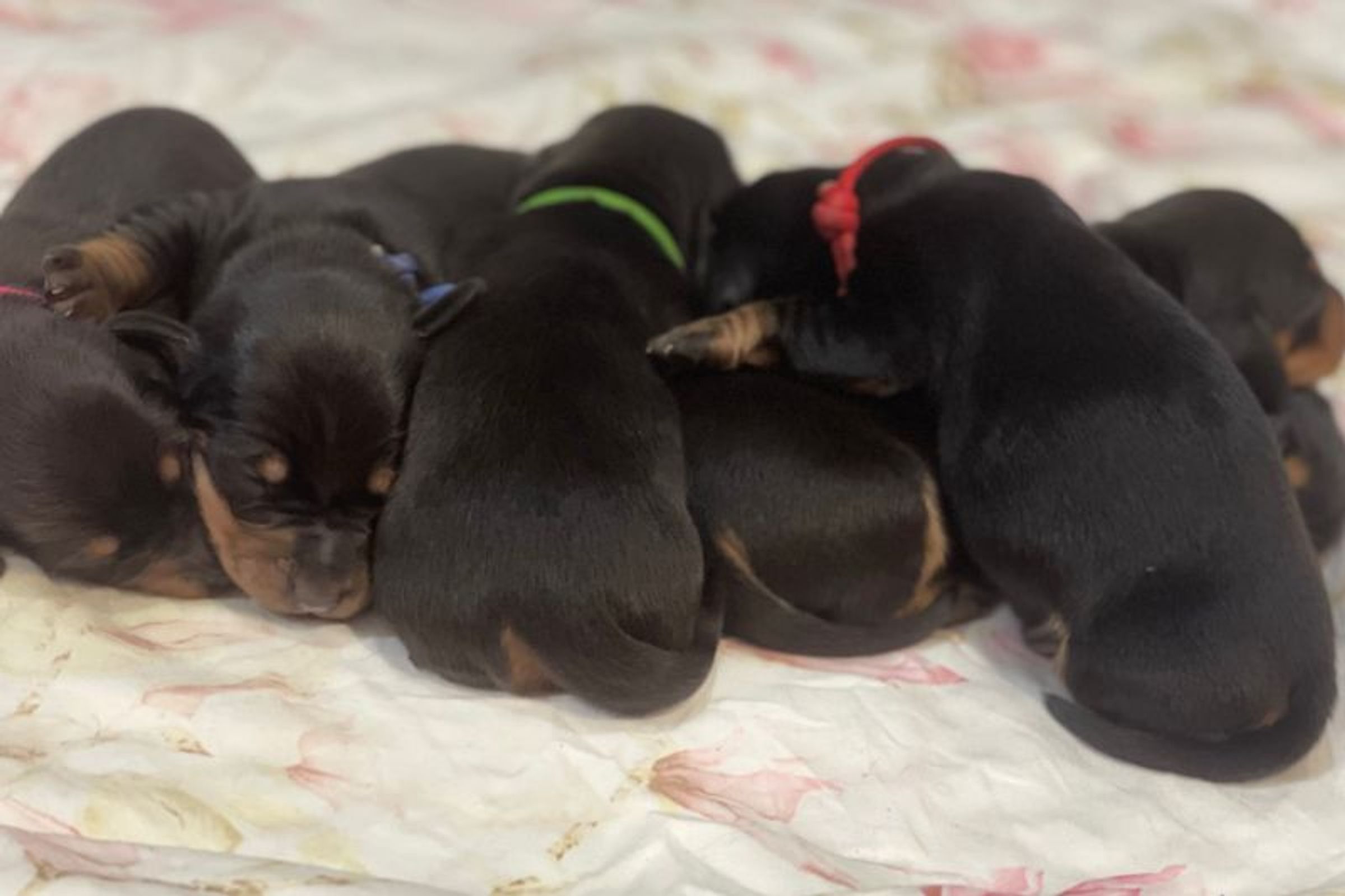 Tobiyah Dachshunds (MDBA Registered Breeder), responsible breeder in ...