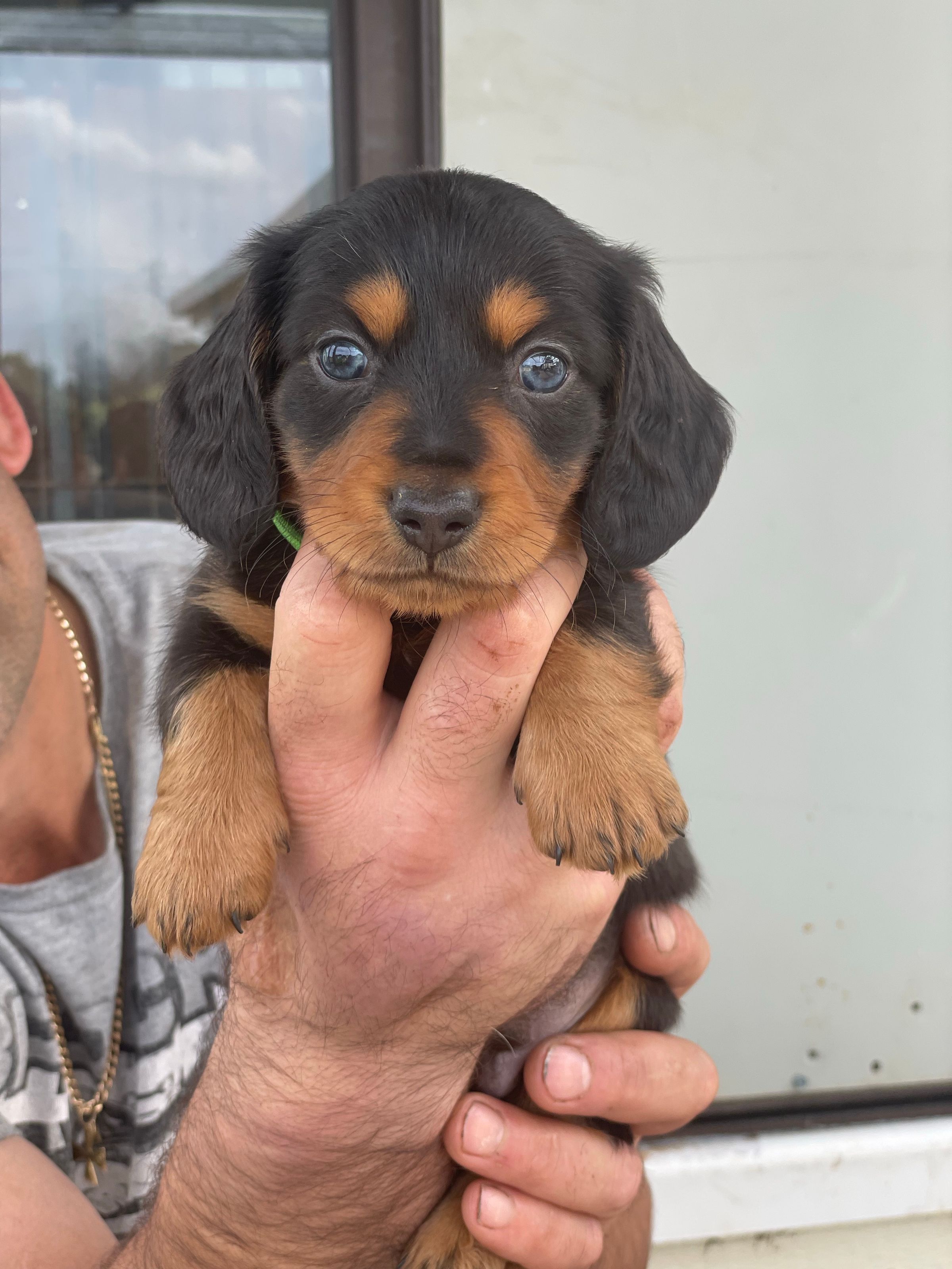 Tobiyah Dachshunds (MDBA Registered Breeder), responsible breeder in ...