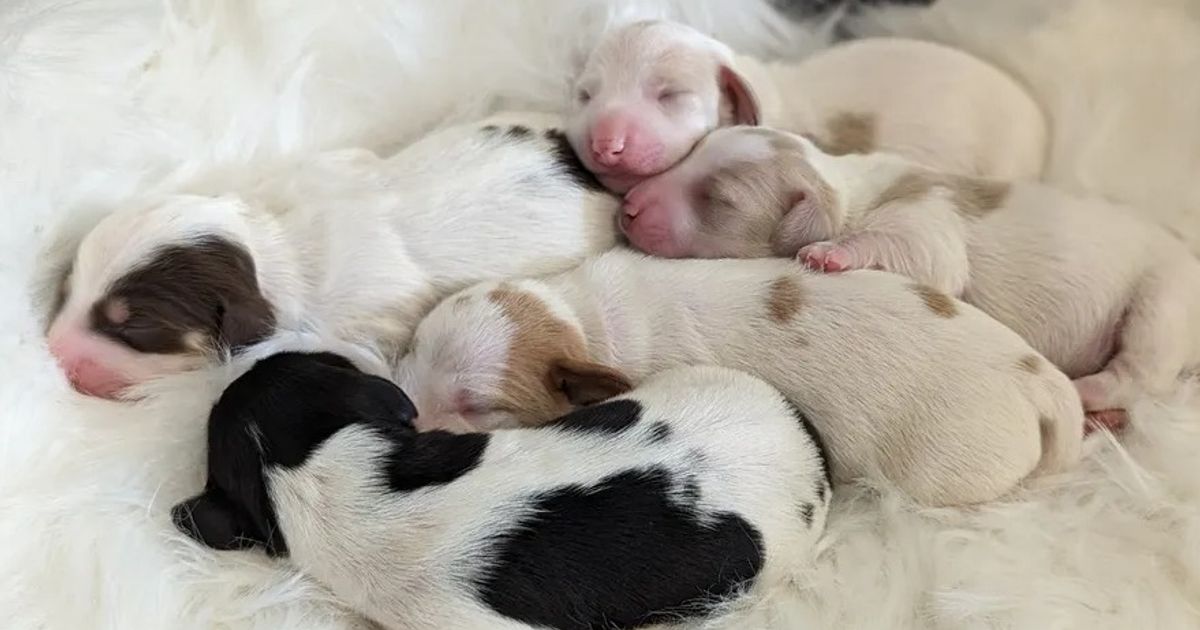 Tobiyah Dachshunds (MDBA Registered Breeder), responsible breeder in ...