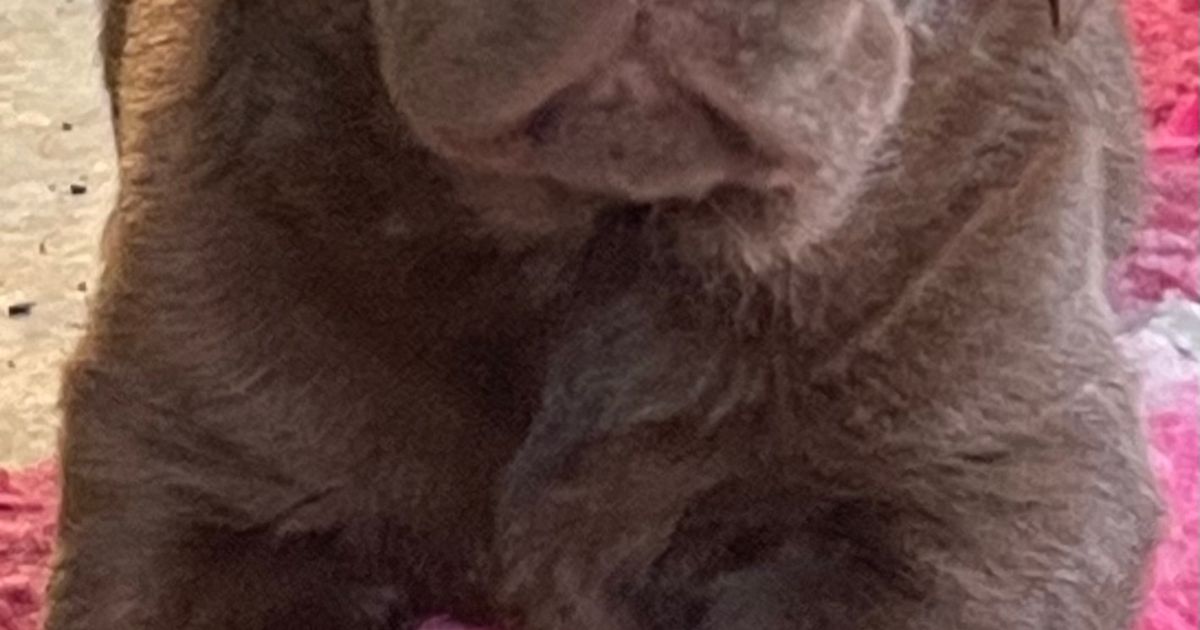 Addelyn Park Labradors, responsible breeder in New South Wales - RightPaw