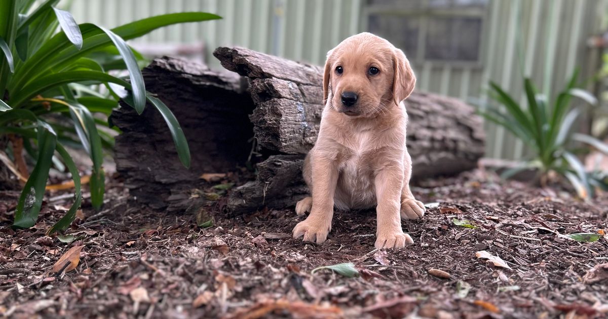 Addelyn Park Labradors, responsible breeder in New South Wales - RightPaw