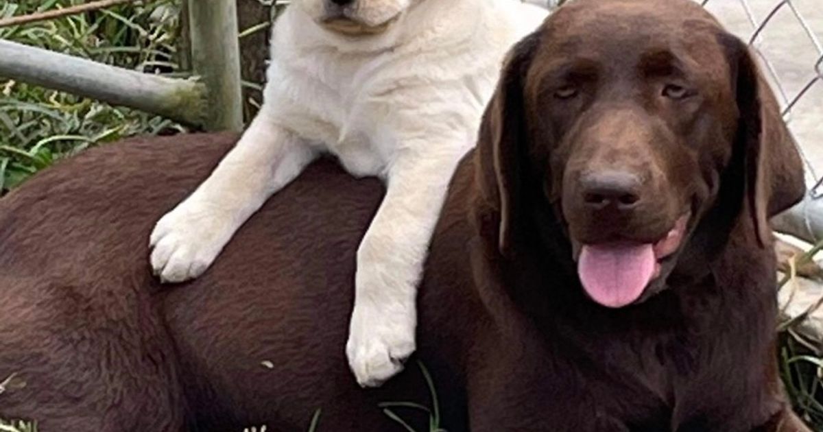 Addelyn Park Labradors, responsible breeder in New South Wales - RightPaw