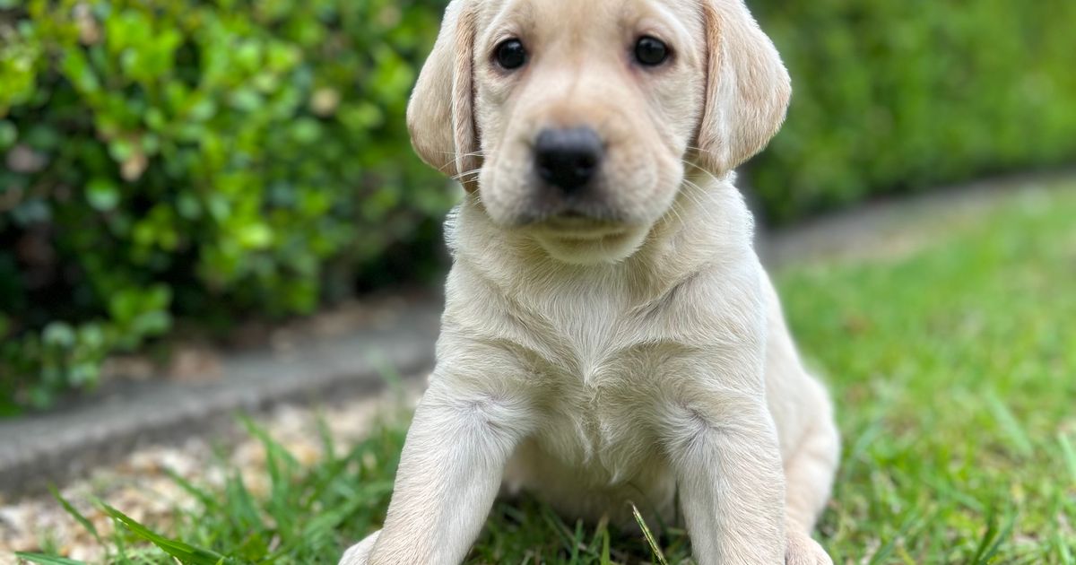 Addelyn Park Labradors, responsible breeder in New South Wales - RightPaw