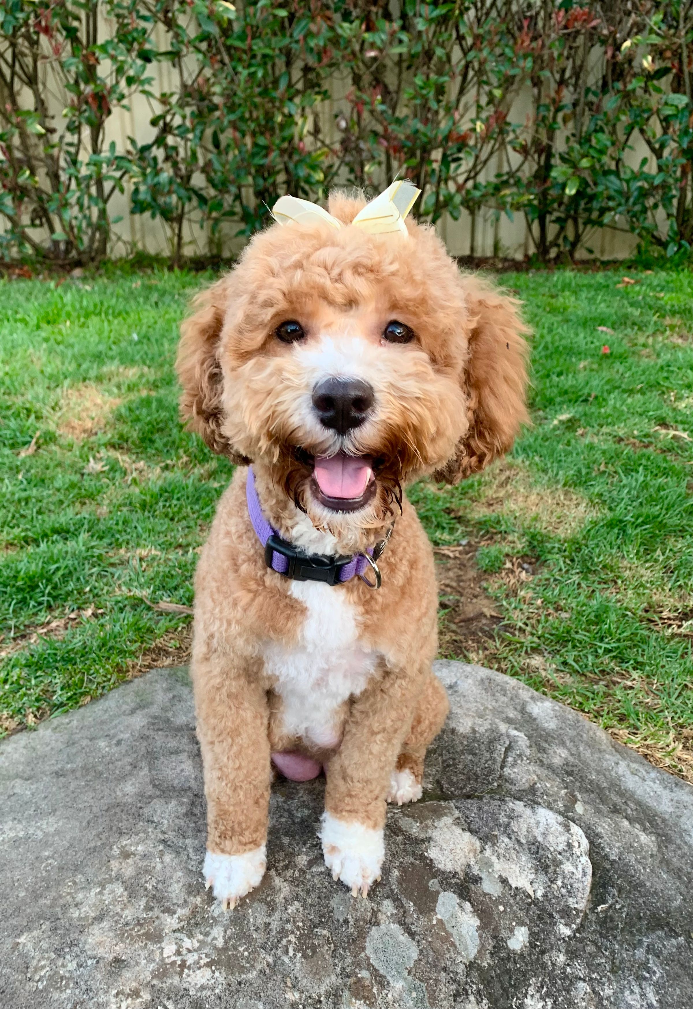 Cuddly Cavoodles Central Coast, responsible breeder in New South Wales ...