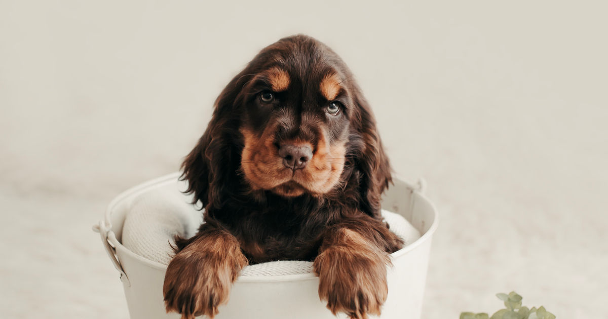 Mylmavy Cocker Spaniels, responsible breeder in New South Wales - RightPaw