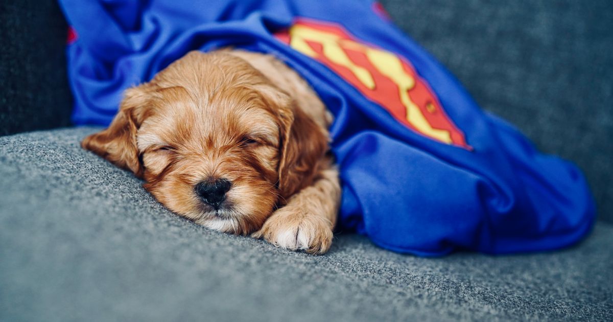 No Eye Deer Farm Cavoodles, responsible breeder in South Australia ...