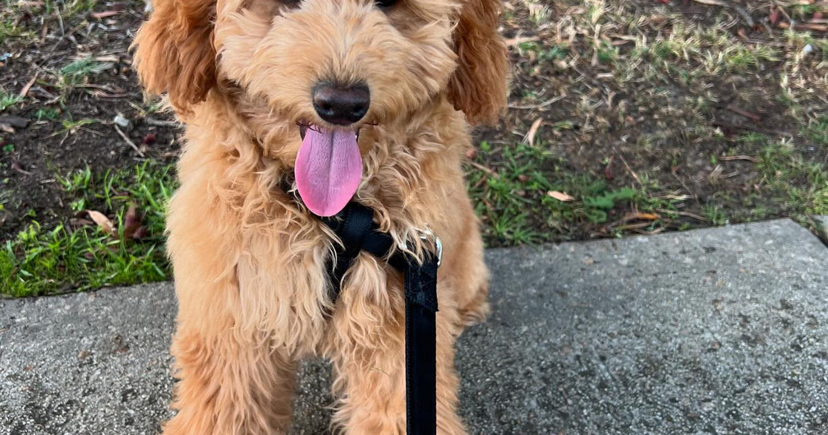 Oodles of Groodles and Cavoodles, responsible breeder in Queensland ...