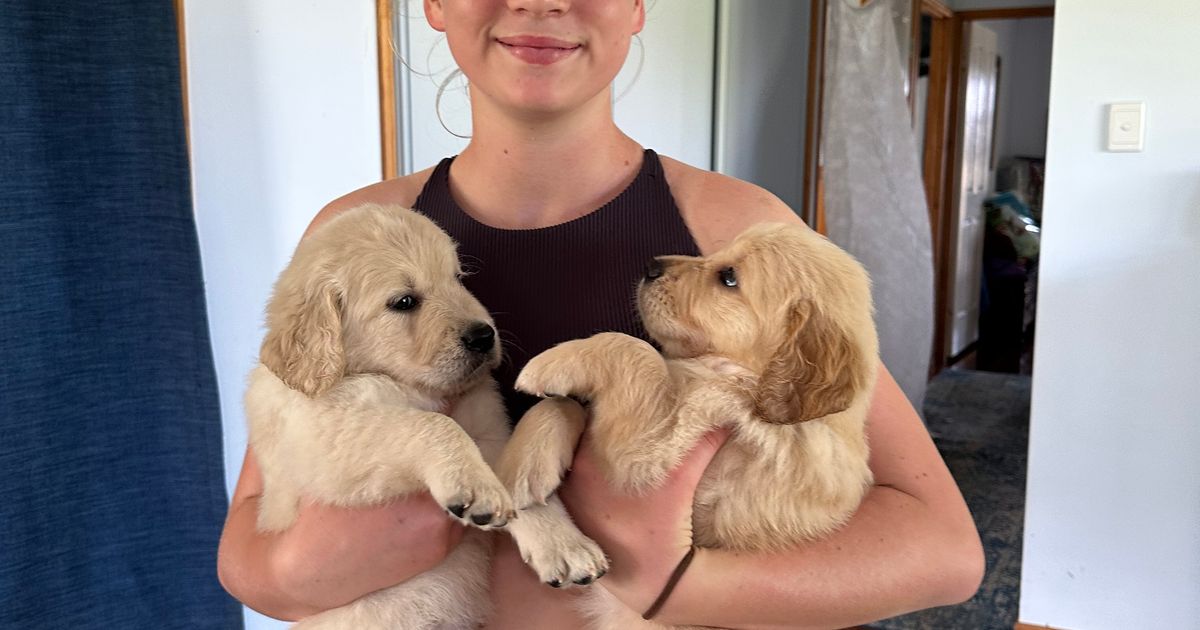 Golden paws, responsible breeder in Queensland - RightPaw