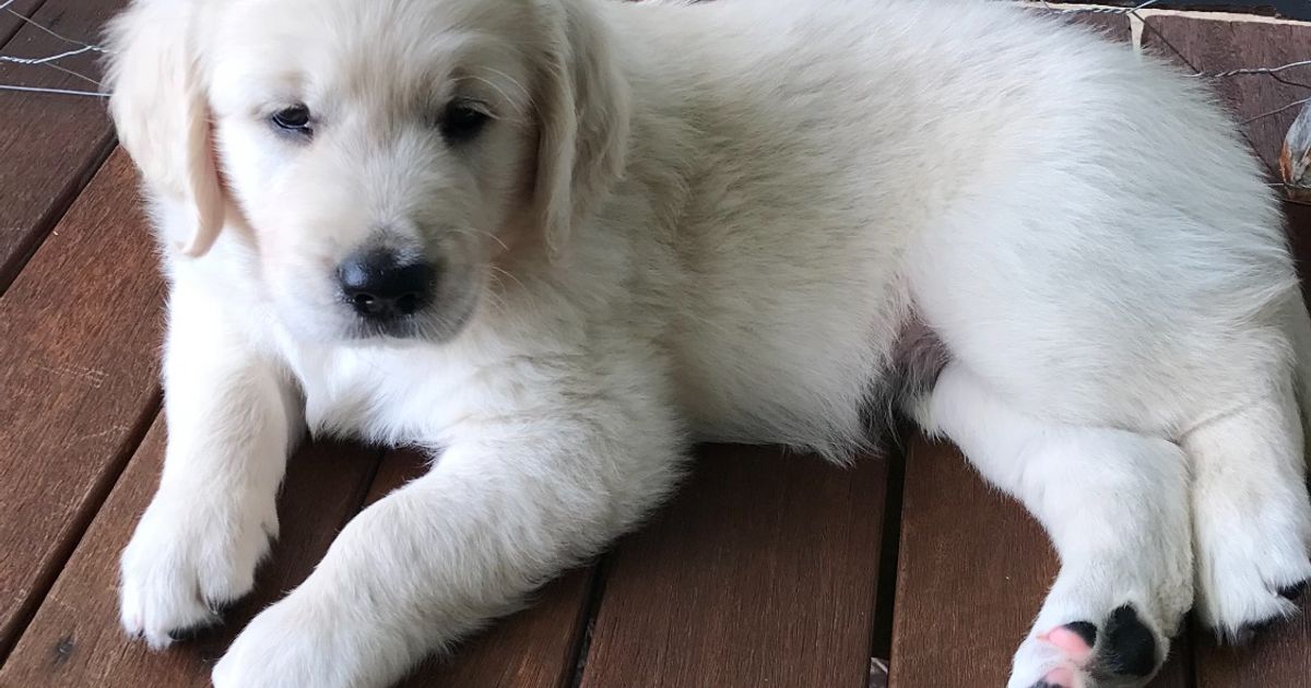 Golden paws, responsible breeder in Queensland - RightPaw