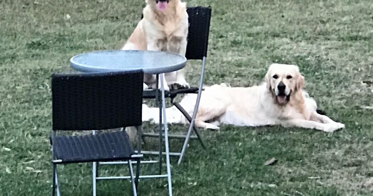 Golden paws, responsible breeder in Queensland - RightPaw