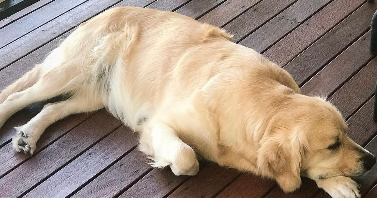 Golden paws, responsible breeder in Queensland - RightPaw