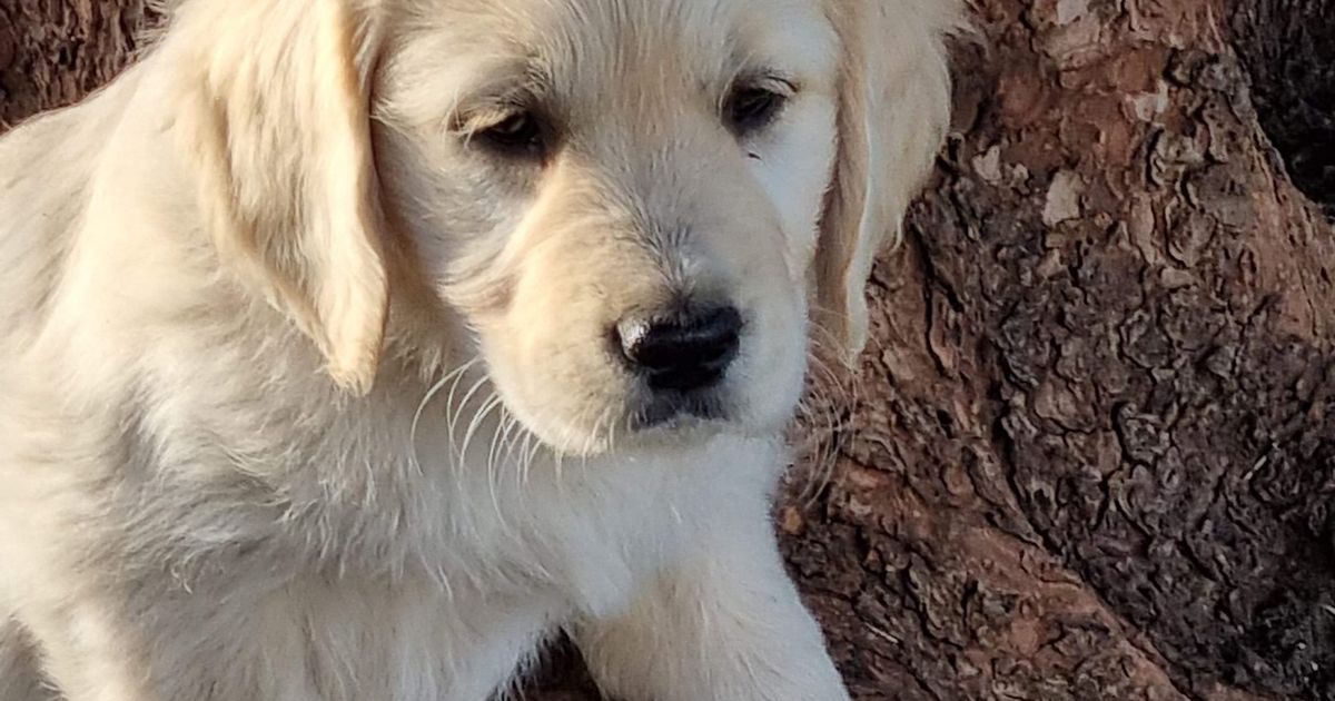 Golden paws, responsible breeder in Queensland - RightPaw