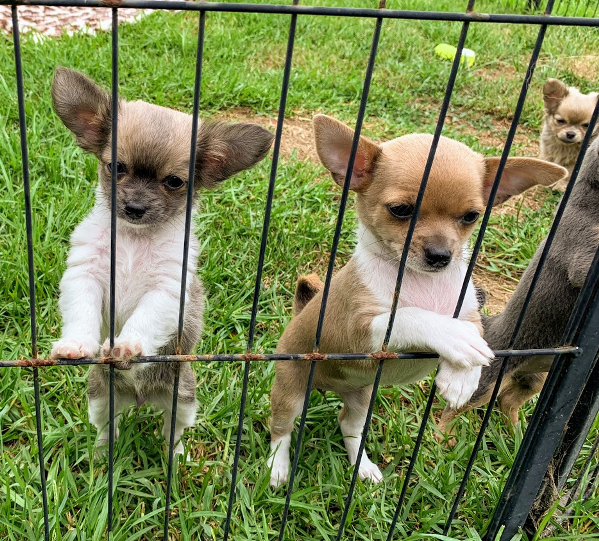 Trulore Chihuahuas, responsible breeder in Victoria - RightPaw