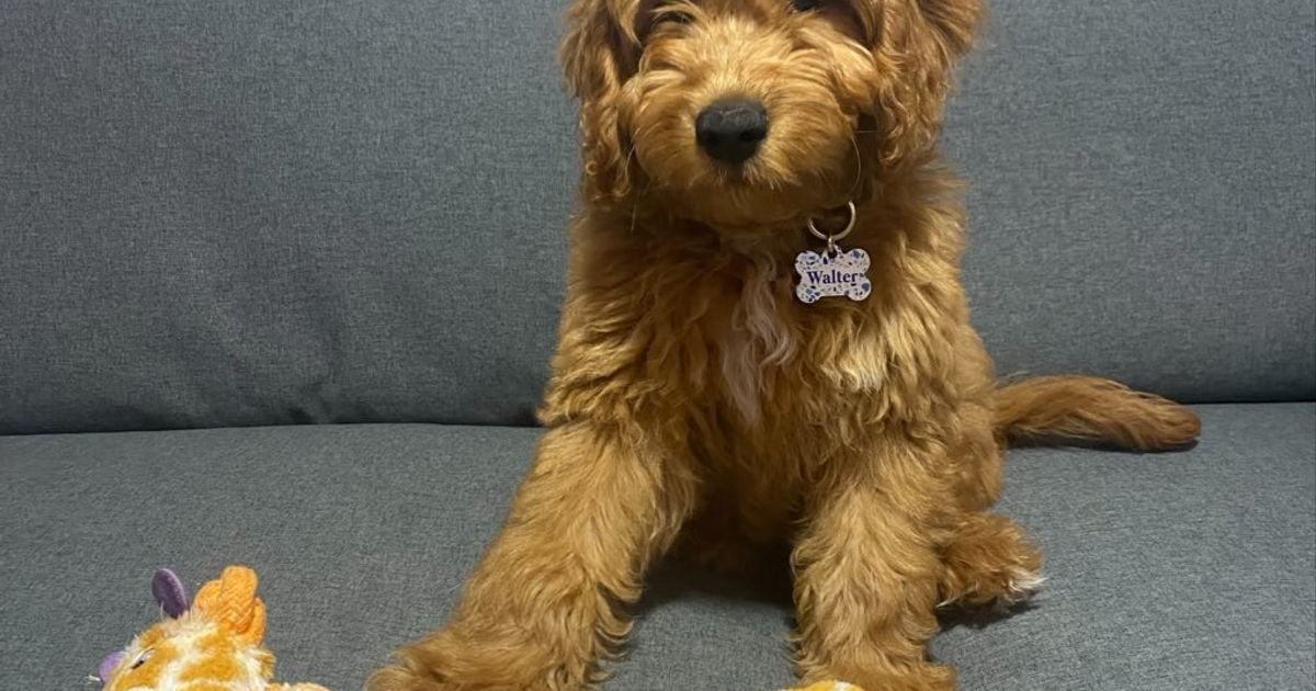 Oodles of Groodles & Cavoodles, responsible breeder in Queensland ...