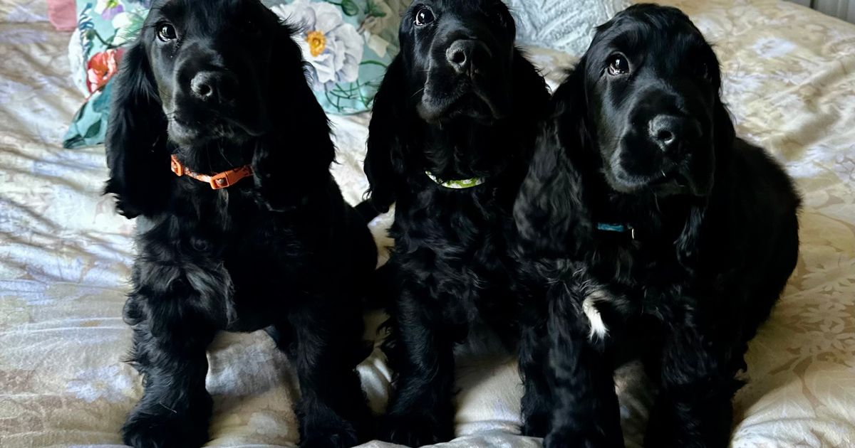 Happy Feet Cocker Spaniels, responsible breeder in Queensland - RightPaw