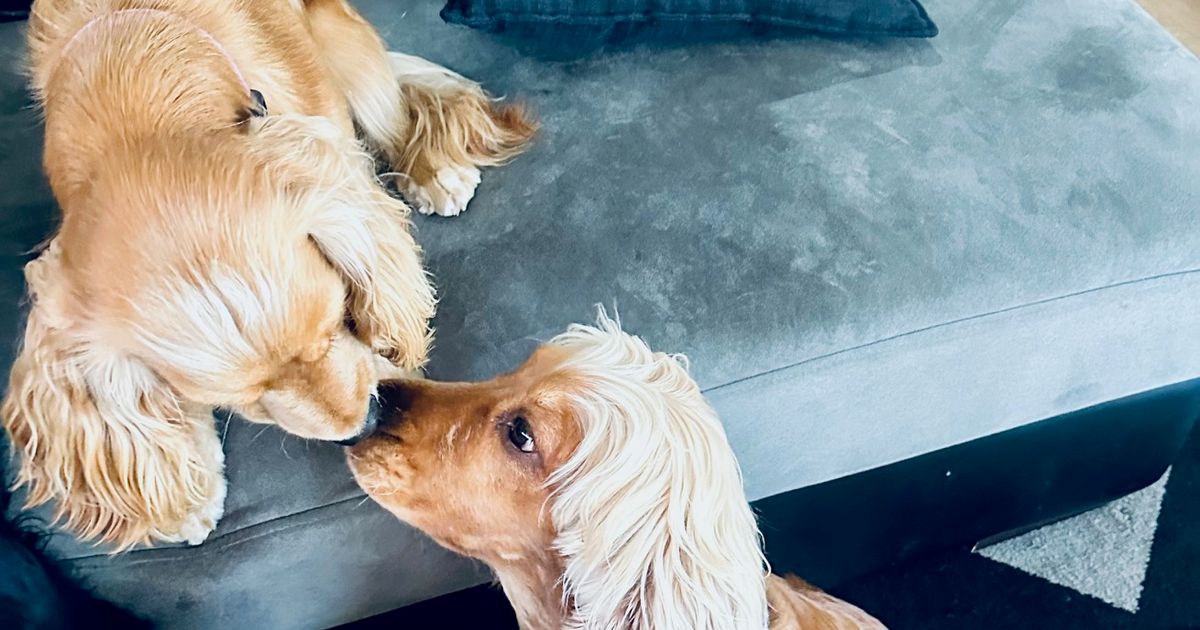 Happy Feet Cocker Spaniels, responsible breeder in Queensland - RightPaw