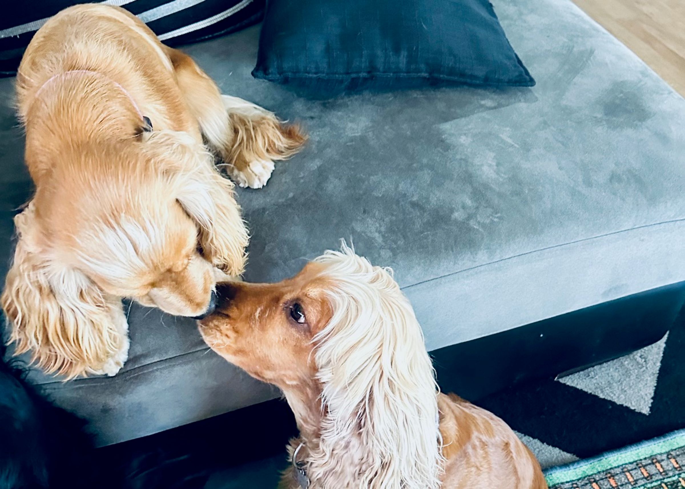 Happy Feet Cocker Spaniels, responsible breeder in Queensland - RightPaw