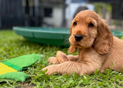 Happy Feet Cocker Spaniels, responsible breeder in Queensland - RightPaw
