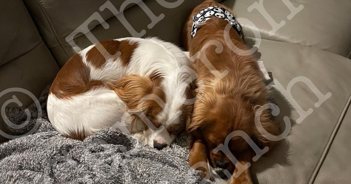 The Cameron Ranch MDBA Registered Cavaliers (with papers), responsible ...